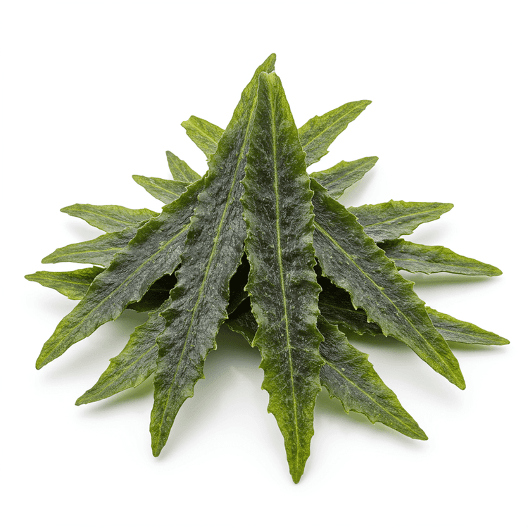Arame Seaweed: Health Benefits & Recipes | Nutrition Guide